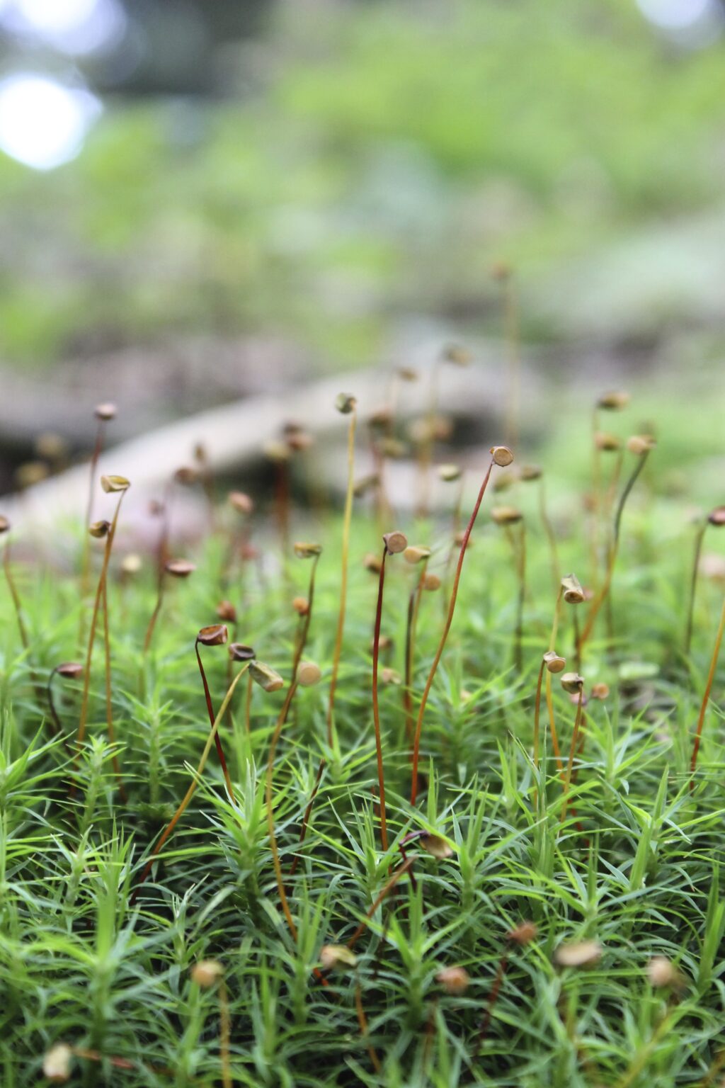 Die Macht der Liebe: Schlüssel zur Verbindung mit den Pflanzendevas ...
